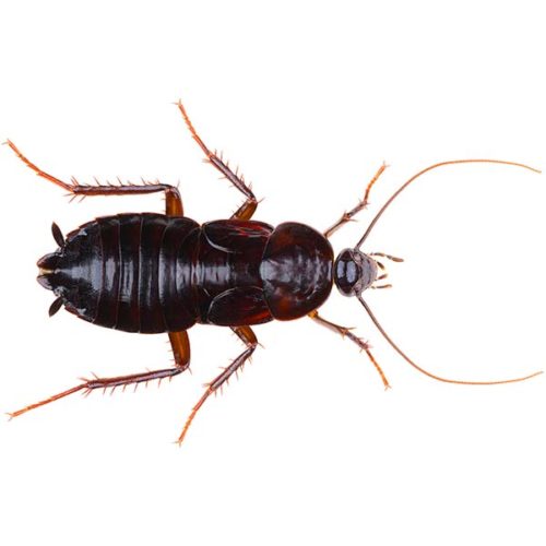 Brown Banded Cockroaches | Cockroaches | Interstate Pest Management