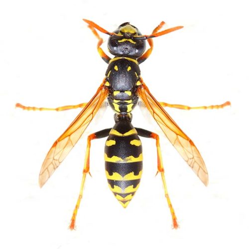 Stinging Yellow Jackets | Stinging Insects | Interstate Pest Management