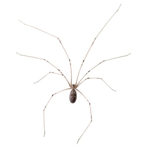 Cellar Spider | Spiders | Interstate Pest Management