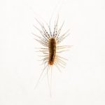 House Centipede | Common Insects | Interstate Pest Management