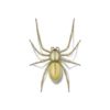 Sac Spider | Spiders | Interstate Pest Management