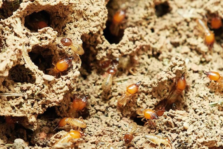 Oregon Termite Prevention Tips: A Guide - Blog | Interstate Pest