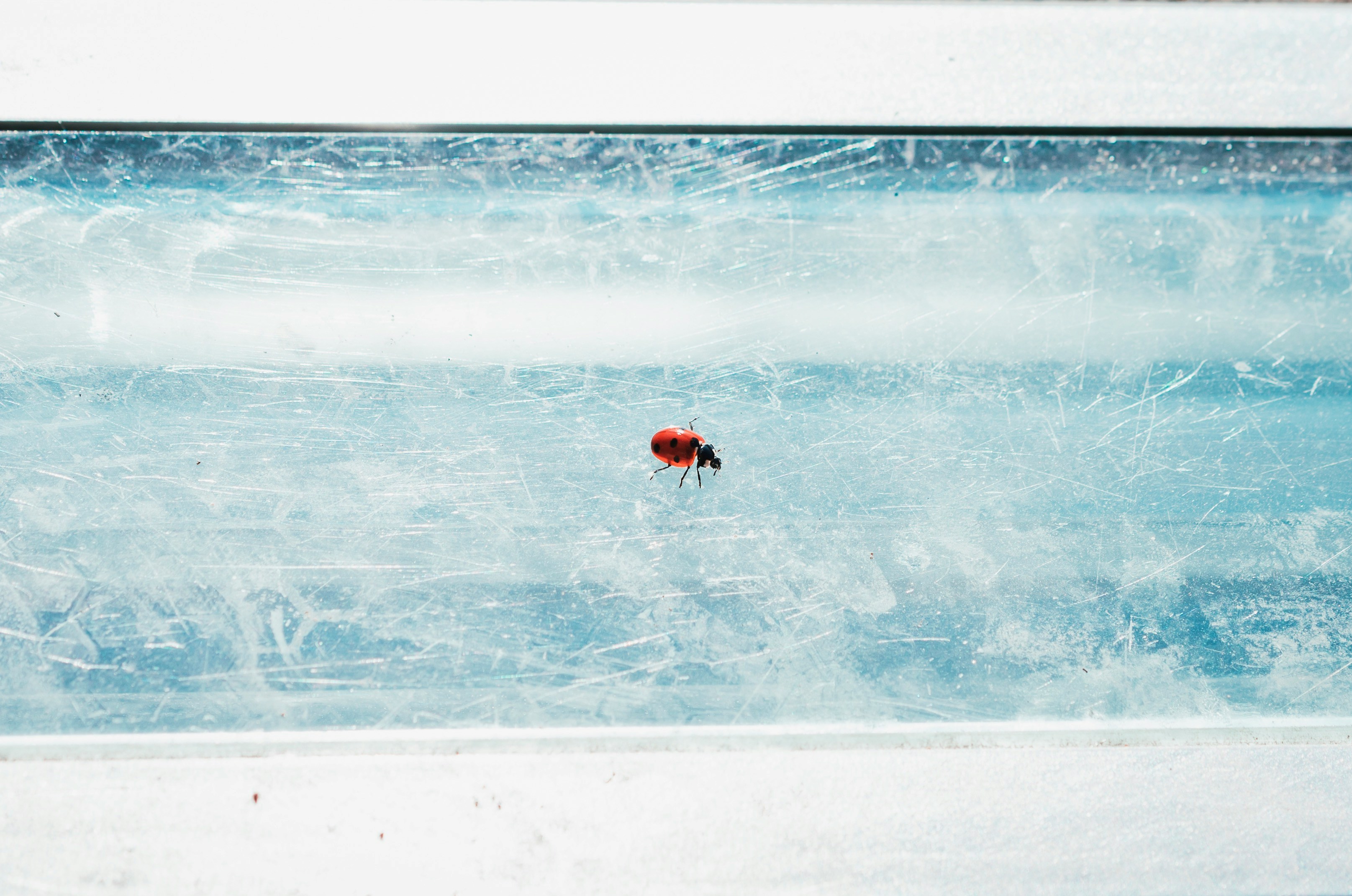 Overwintering Insects — How Do Insects Survive the Winer? - Interstate ...